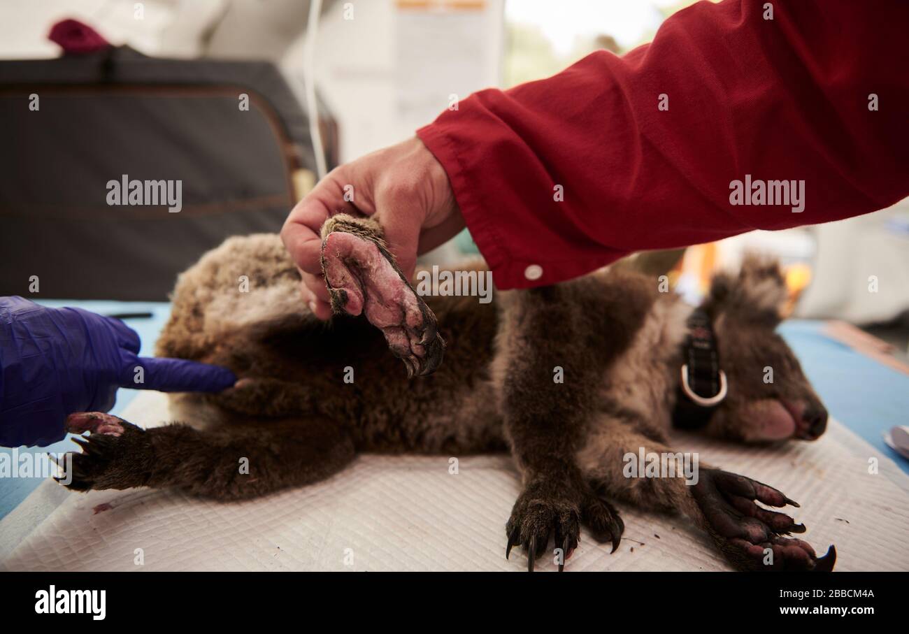 An injured koala's burned paws being treated in a makeshift tent at the ...
