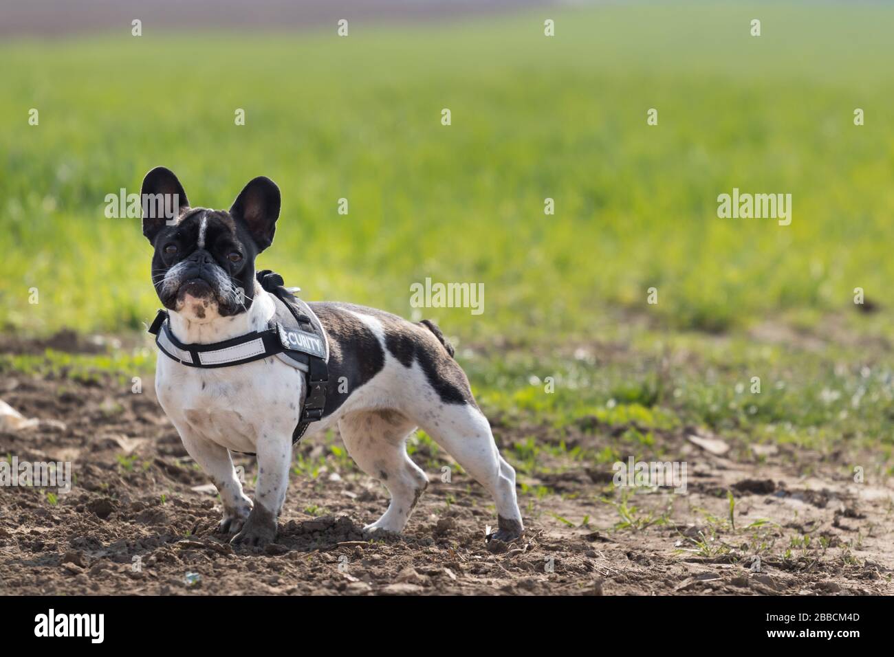 A cute black and white French Bulldog. Portrait with cute expression in ...