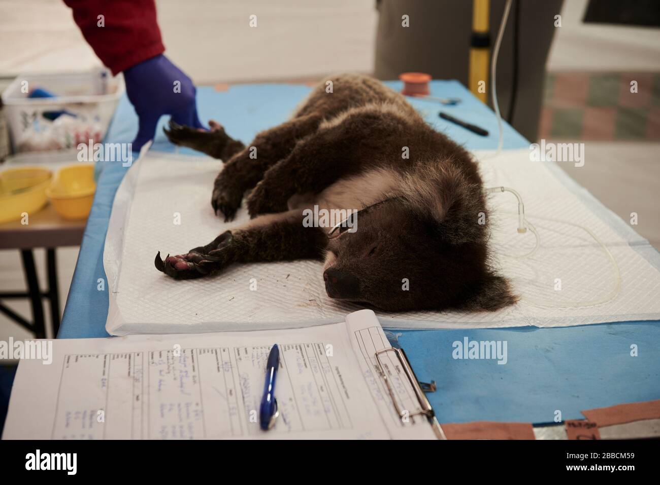 An injured koala's burned paws being treated in a makeshift tent at the ...