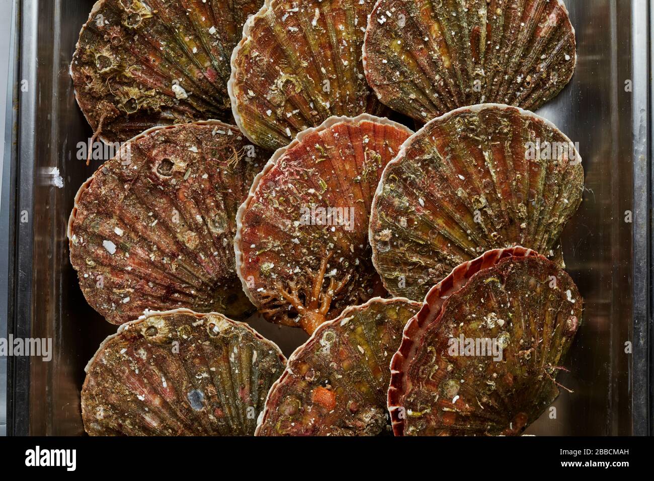 scallop scallops seafood shells Stock Photo - Alamy