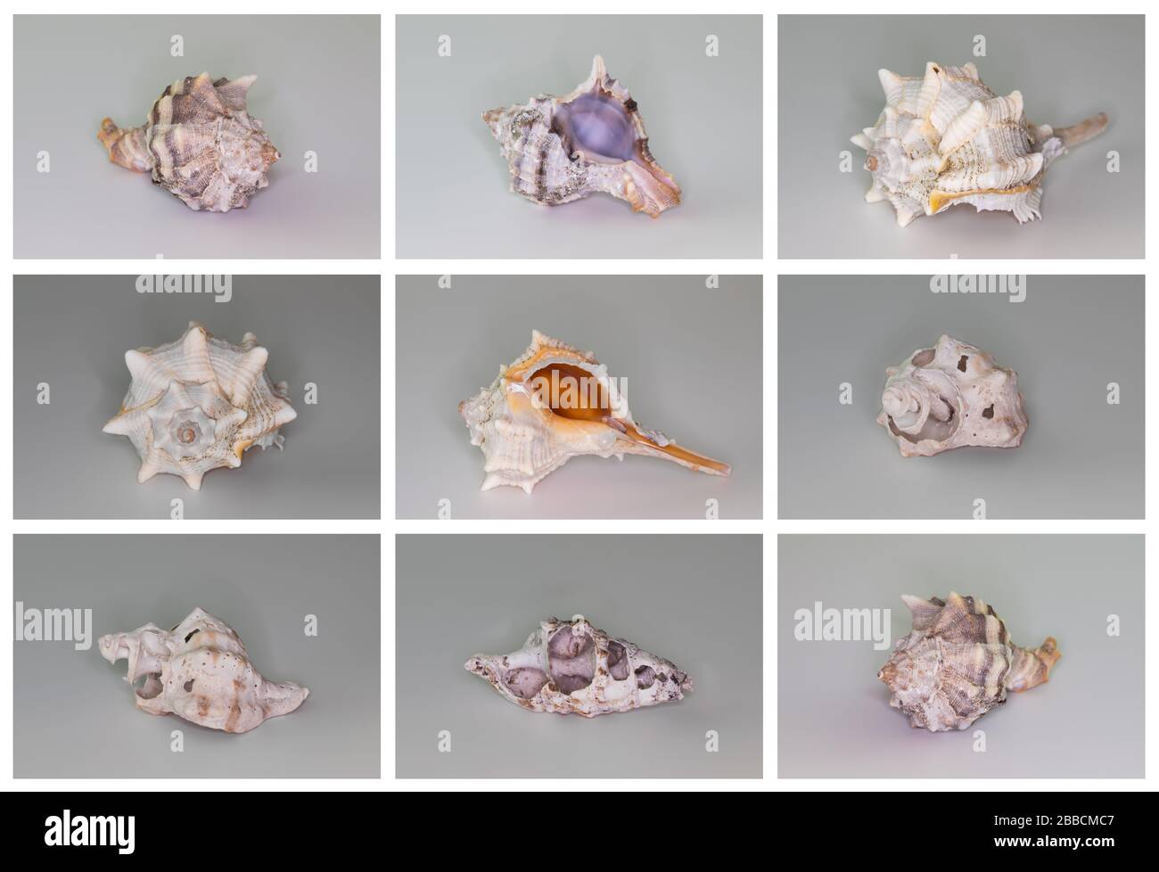 Collection of seashells isolated on white background. Full size Stock ...