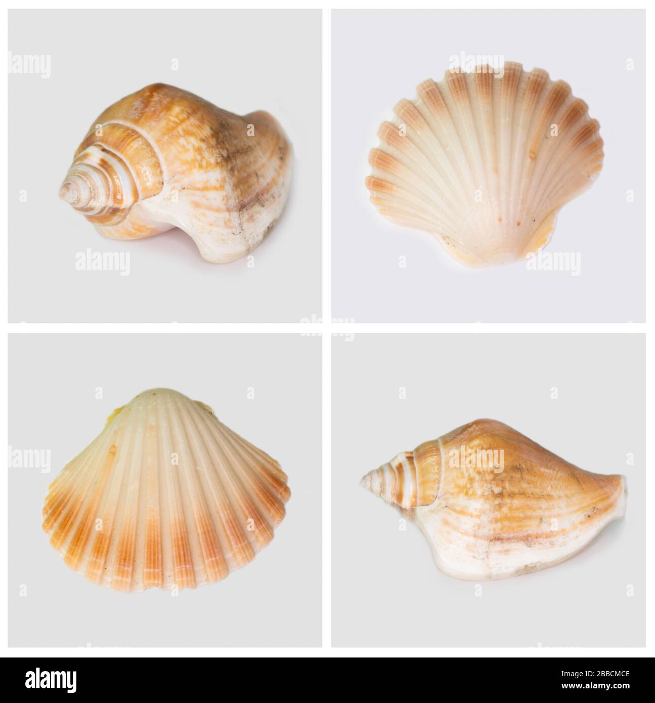Collection of seashells isolated on white background. Full size Stock ...