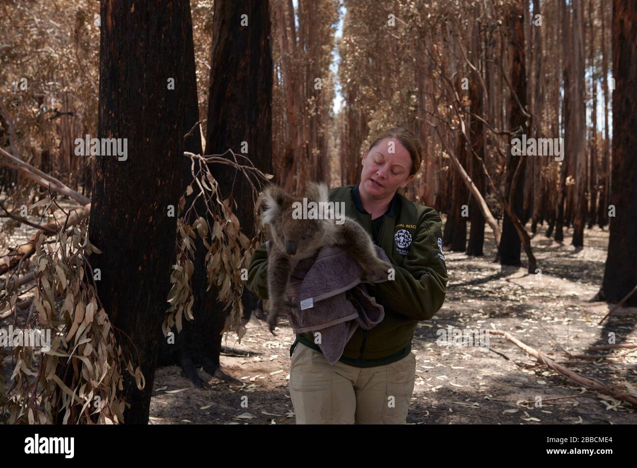 An injured koala rescued by the Humane Society getting taken to the ...