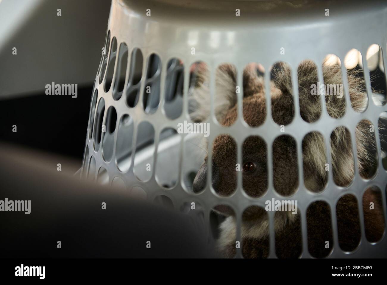 An injured koala rescued by the Humane Society getting taken to the ...