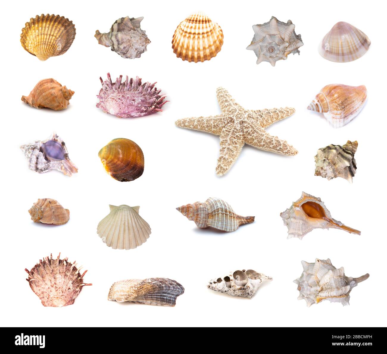 Collection of seashells isolated on white background. Full size Stock ...