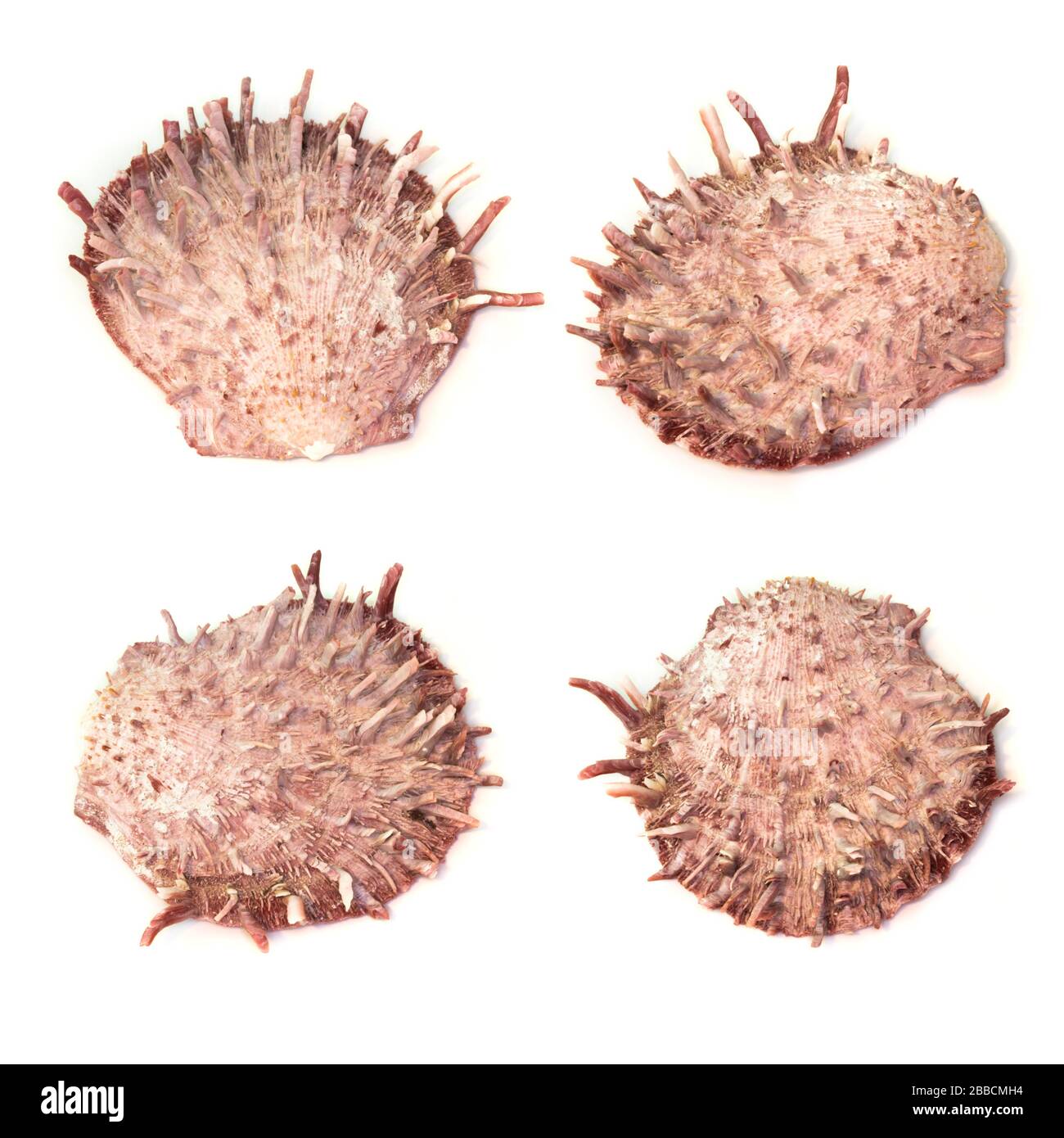 Spondylus reevei hi-res stock photography and images - Alamy