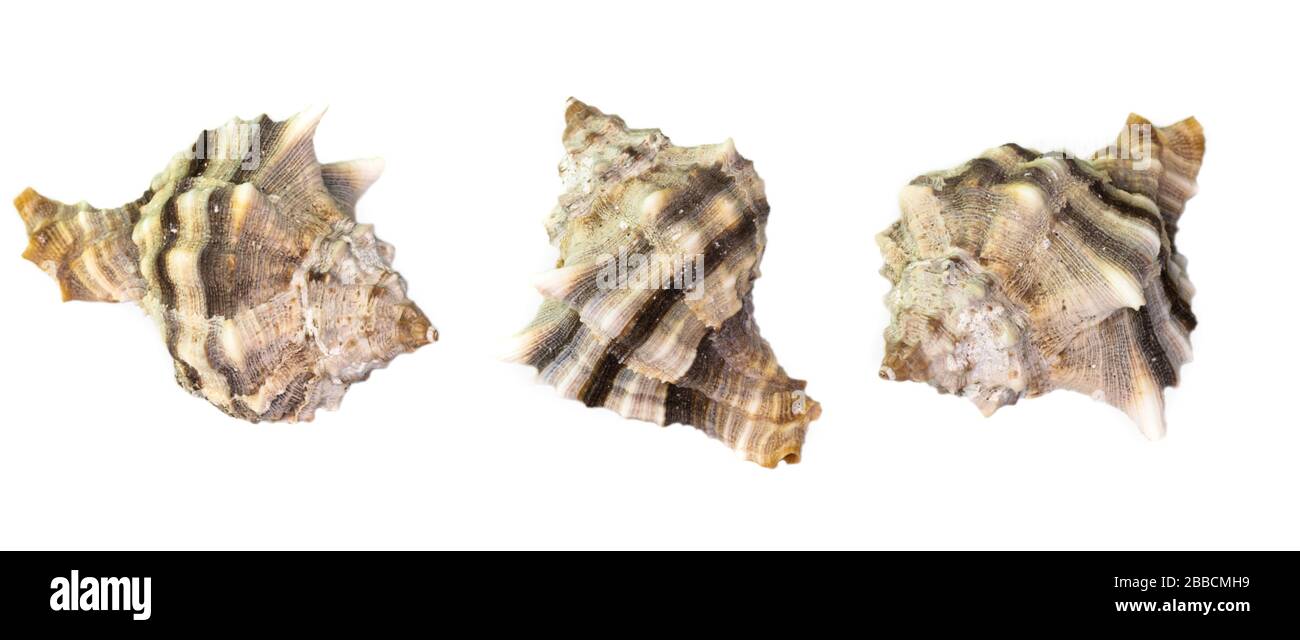 Collection of seashells isolated on white background. Full size Stock ...