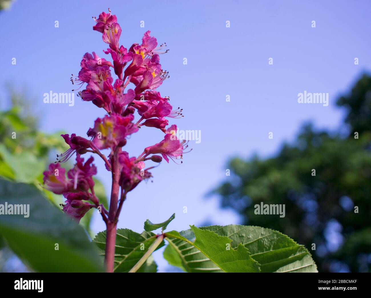 Pink chestnut tree blossoms Stock Photo - Alamy