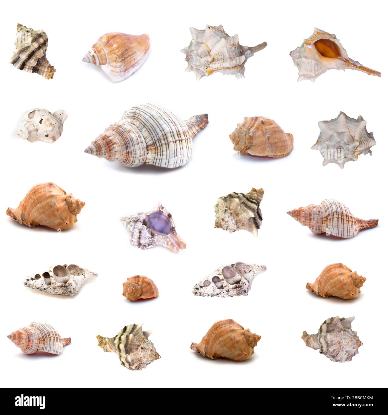 Collection of seashells isolated on white background. Full size Stock ...