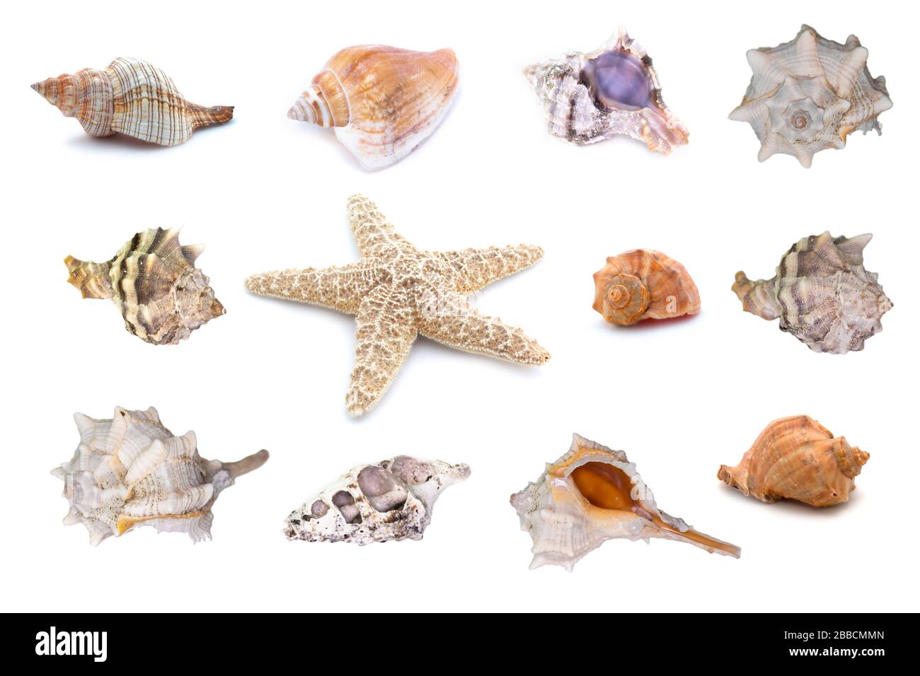 Collection of seashells isolated on white background. Full size Stock ...