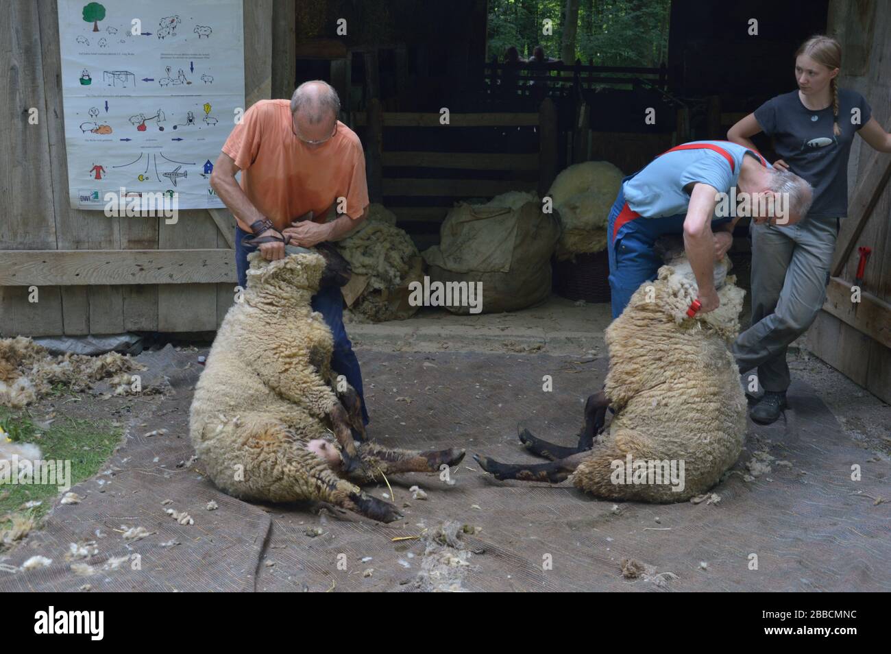 June-11-2017. Detmold, North Rhine Westphalia, Germany. Shepherds shear ...