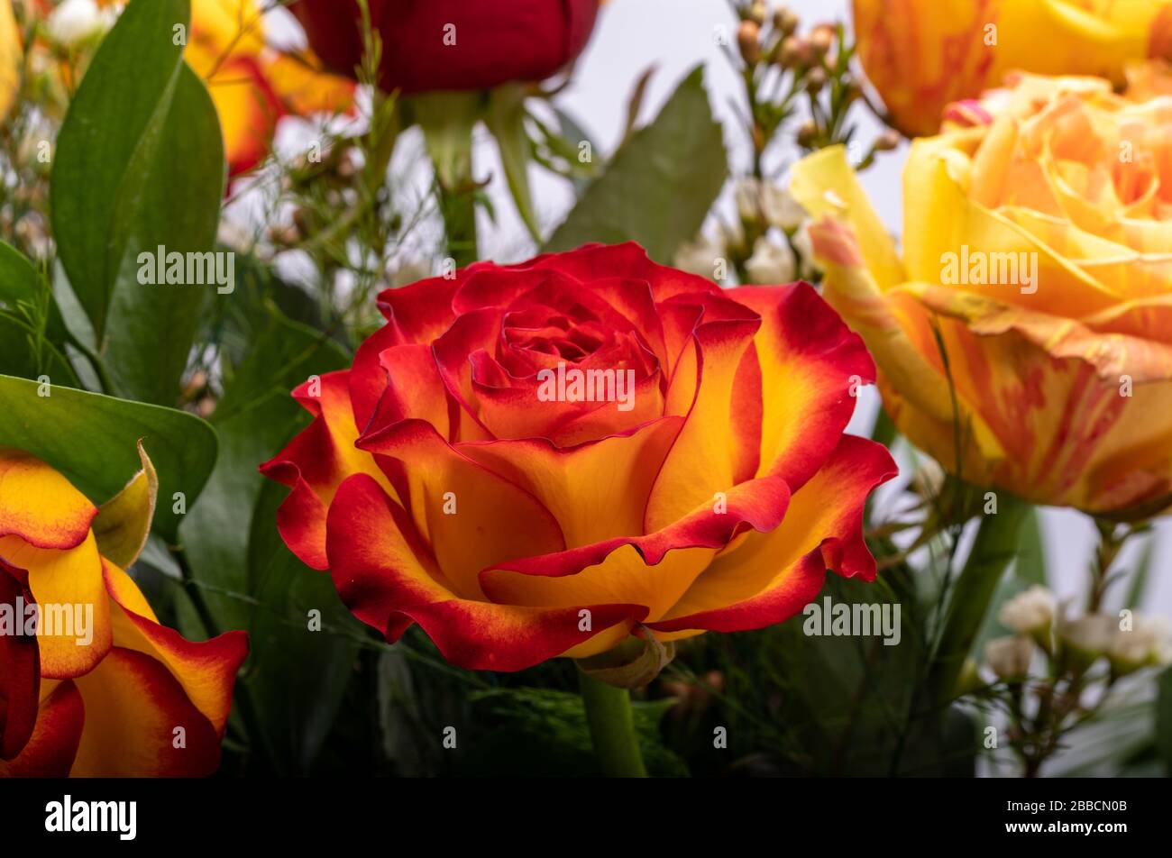 beautiful bouquet of colorful roses Stock Photo - Alamy