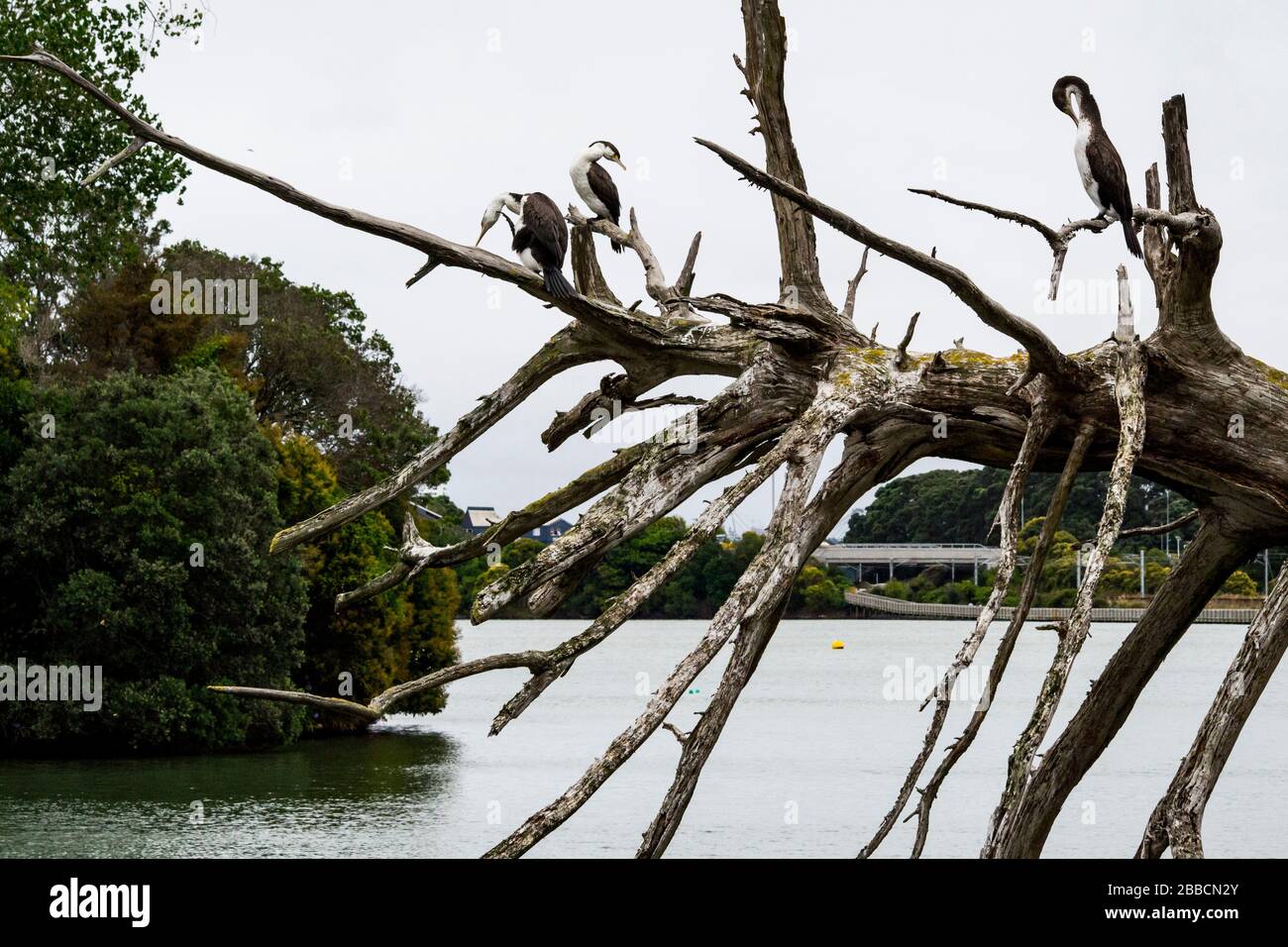 Orakei basin hi-res stock photography and images - Alamy