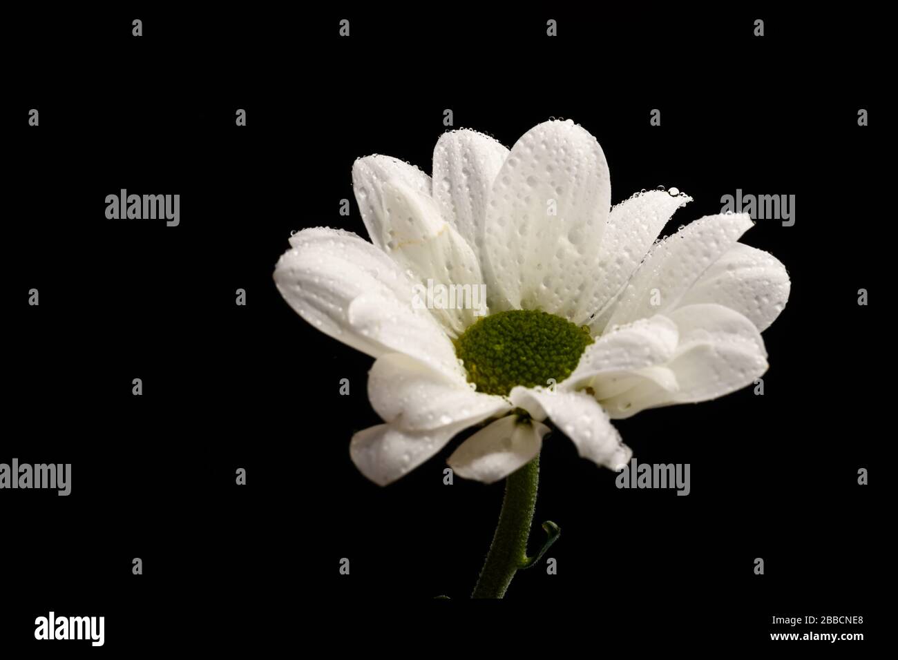 Daisy flower isolated on black background Stock Photo - Alamy