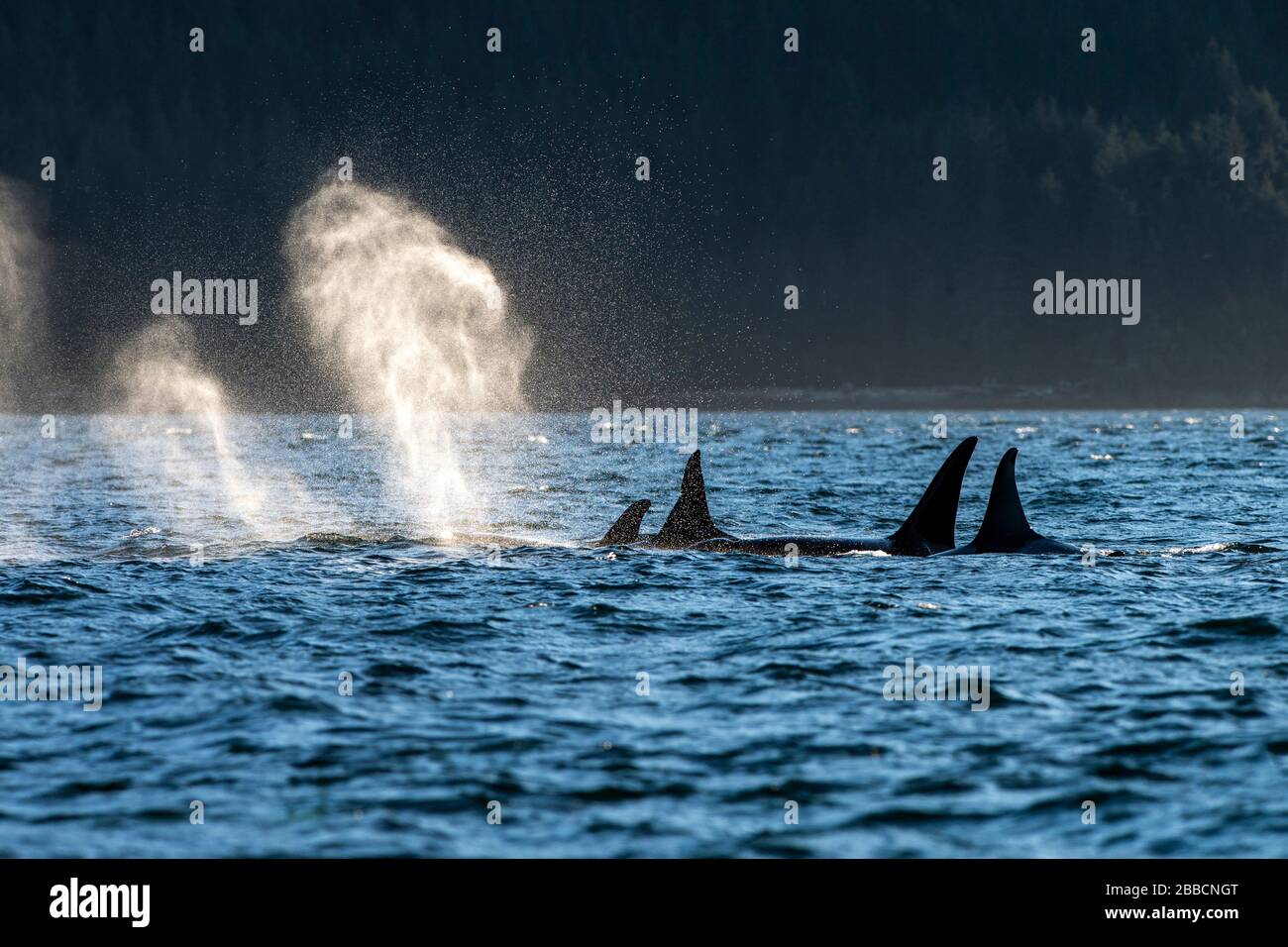 Northern Resident Orca (Orcinus orca) Whales (A pod), Johnstone ...