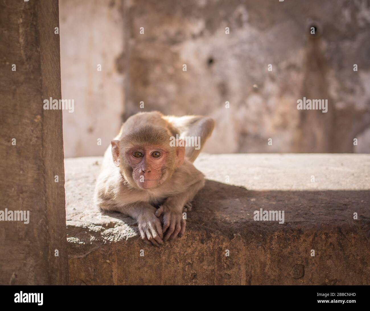Monkey sitting on the wall hi-res stock photography and images - Alamy