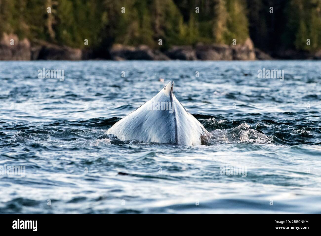 Blackfish whale hi-res stock photography and images - Alamy