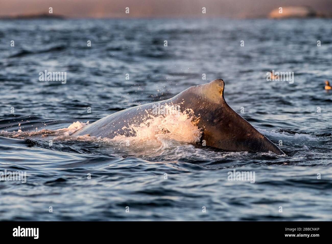 Blackfish hi-res stock photography and images - Alamy
