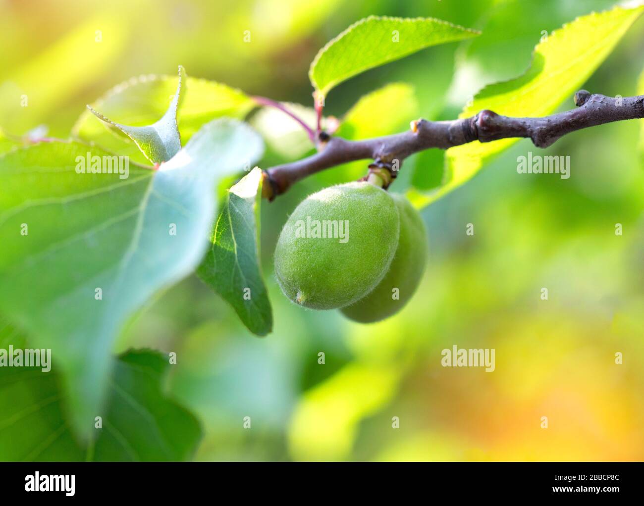 Apricots in small yellow hi-res stock photography and images - Alamy
