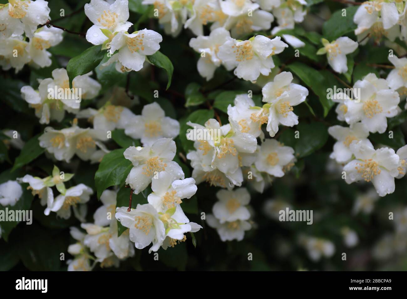 Blossom plant hi-res stock photography and images - Alamy