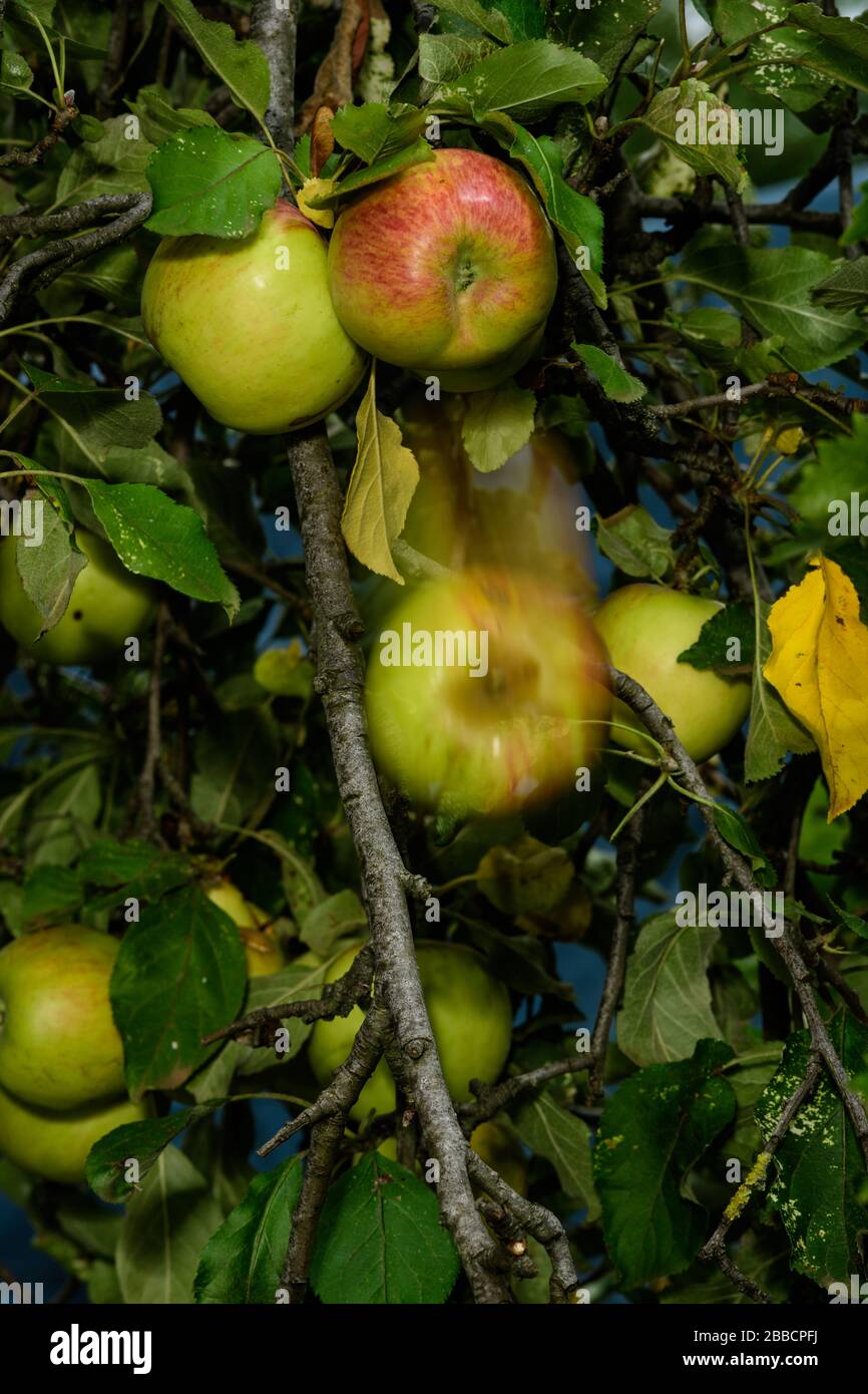 Apple falling tree hi-res stock photography and images - Alamy