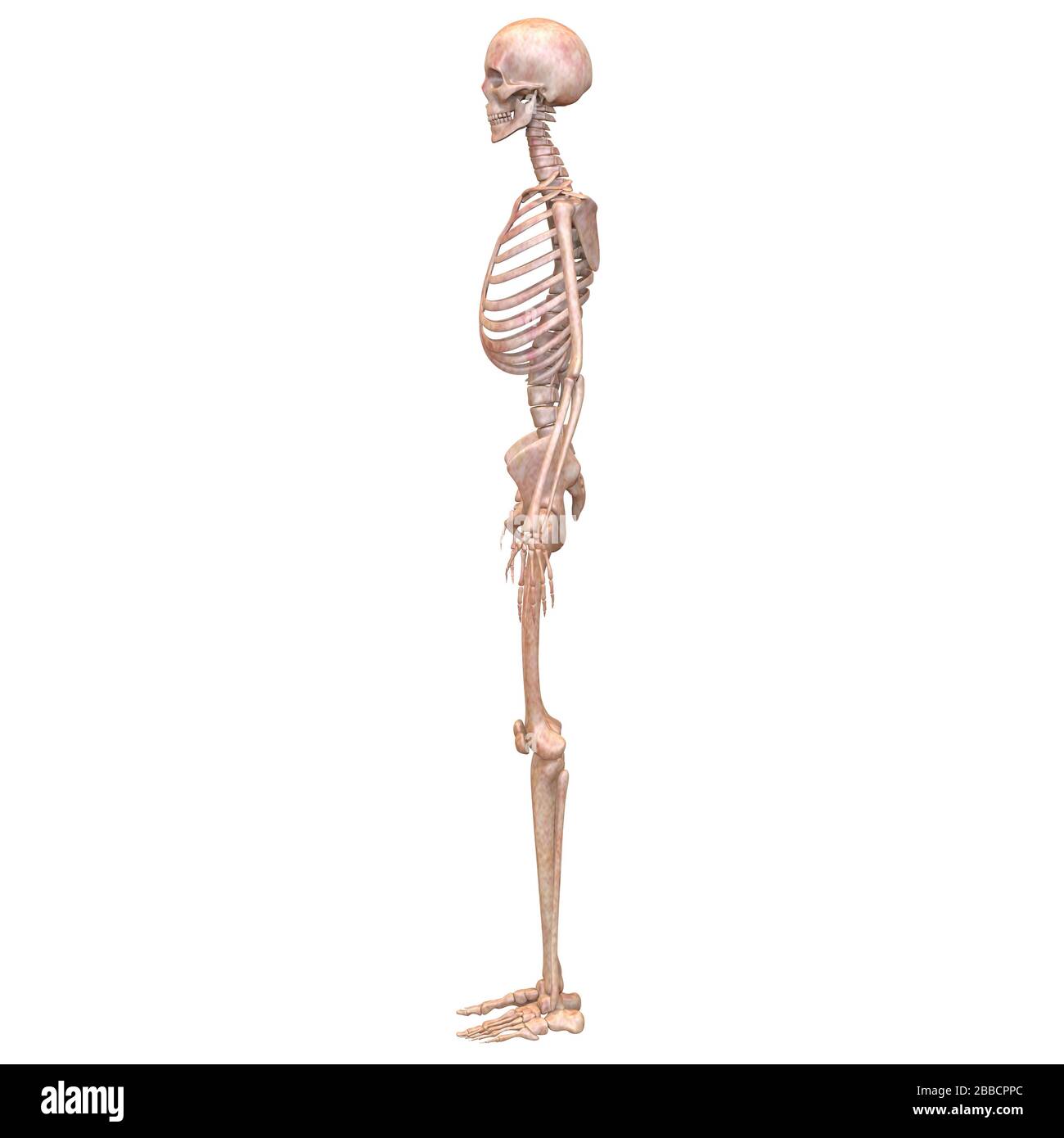 Human Skeleton System Bone Joint Pains Anatomy. 3D Stock Photo - Alamy