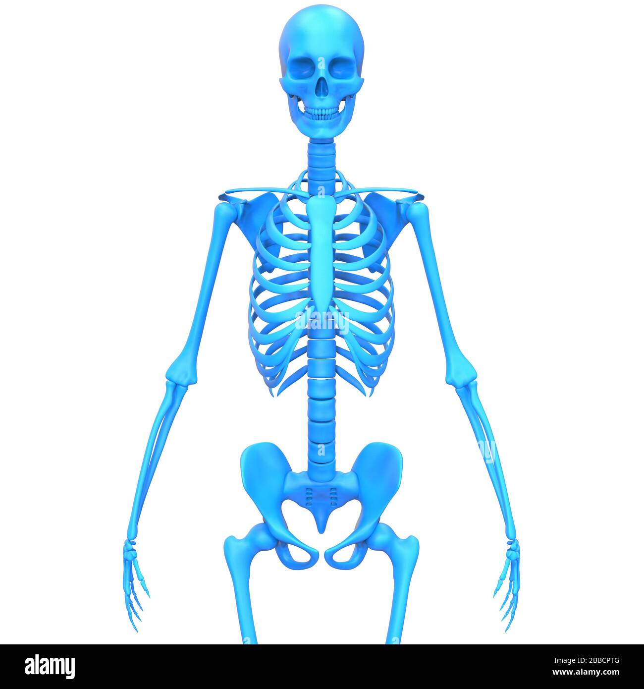Animated Skeletal System