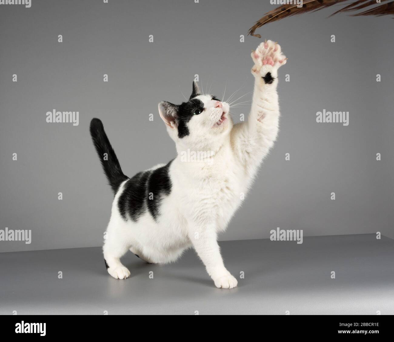 Best photograph of a cat hi-res stock photography and images - Alamy