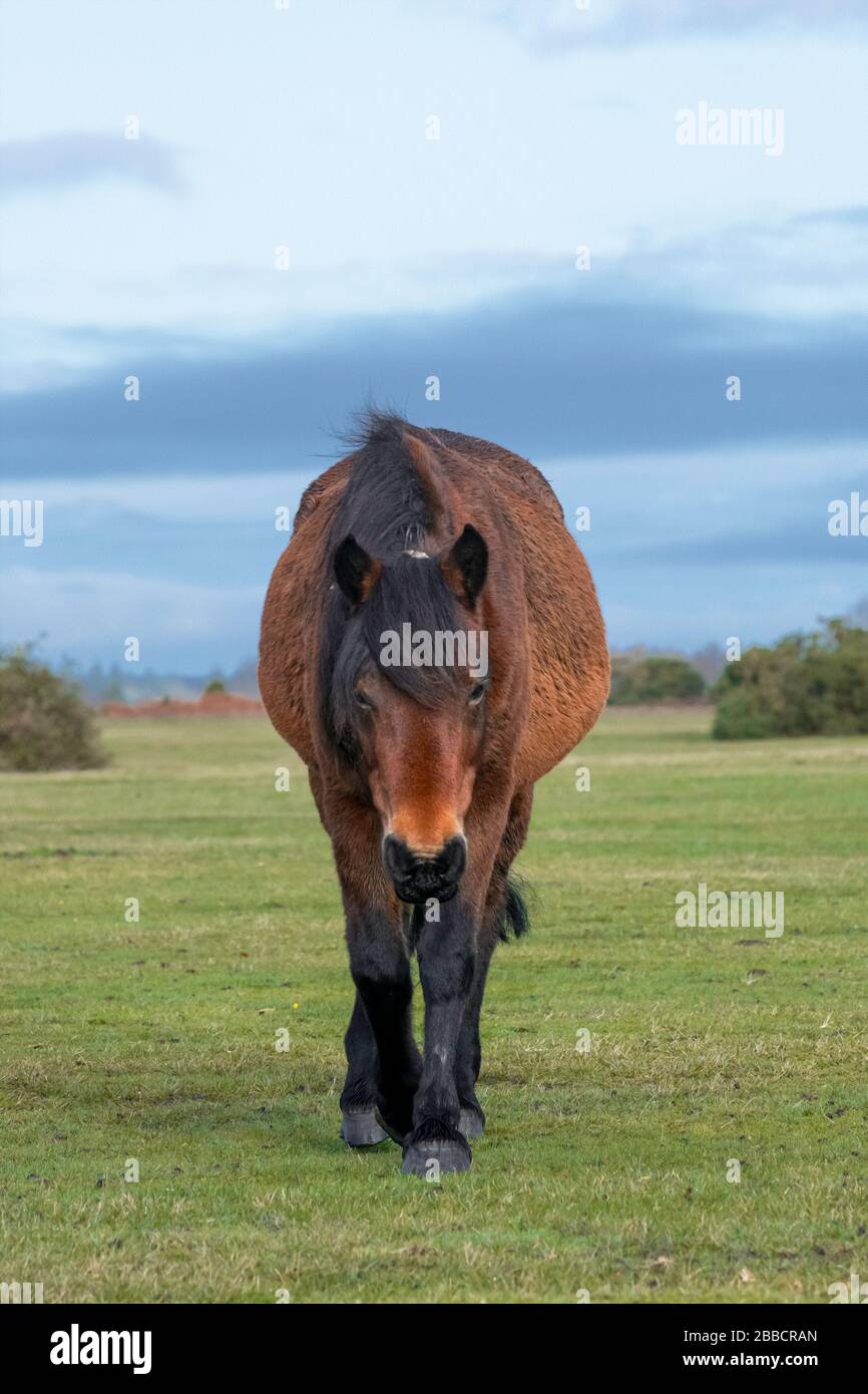 Pony walk on the New Forest, National Park, UK Stock Photo - Alamy