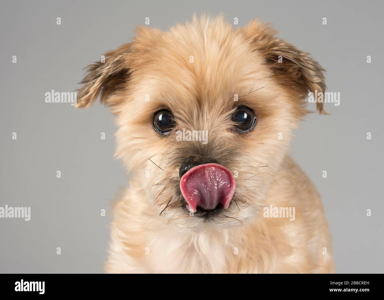 Pet photos hi-res stock photography and images - Alamy