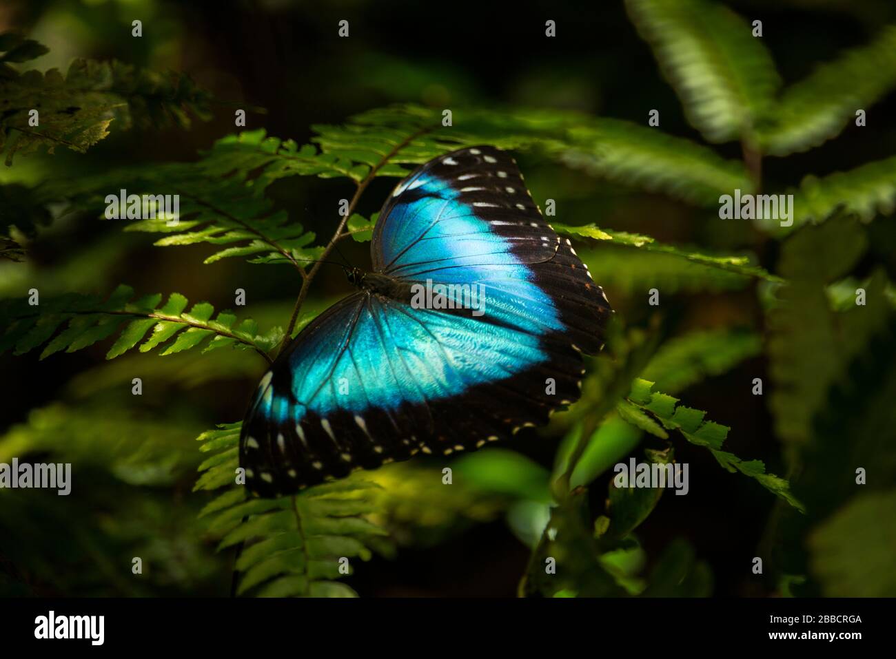 A Blue Morpho butterfly in Trinidad and Tobago Stock Photo - Alamy