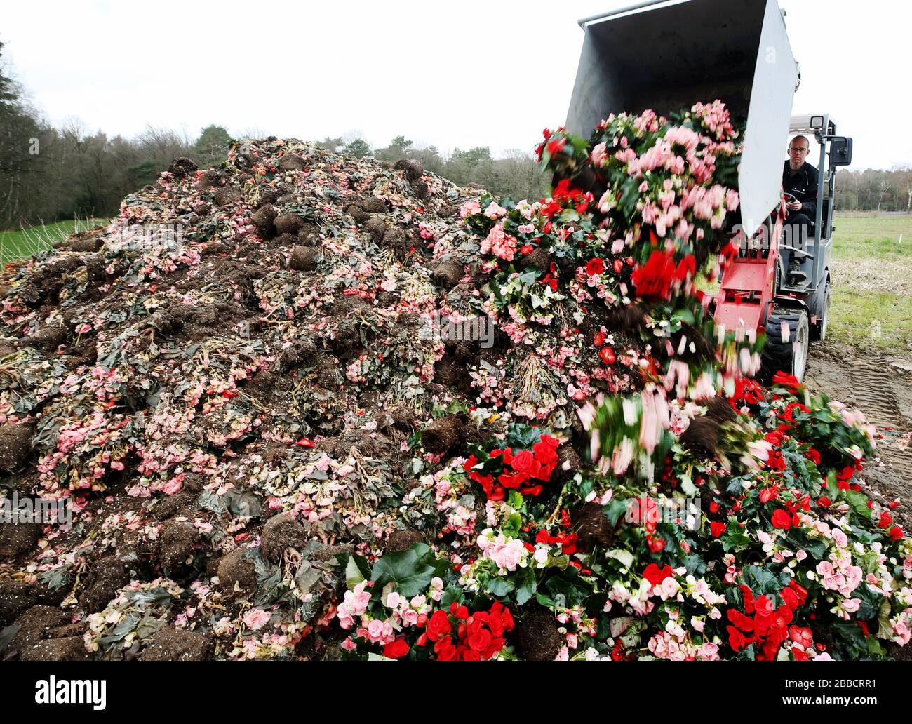 Large compost heap flowers hi-res stock photography and images - Alamy