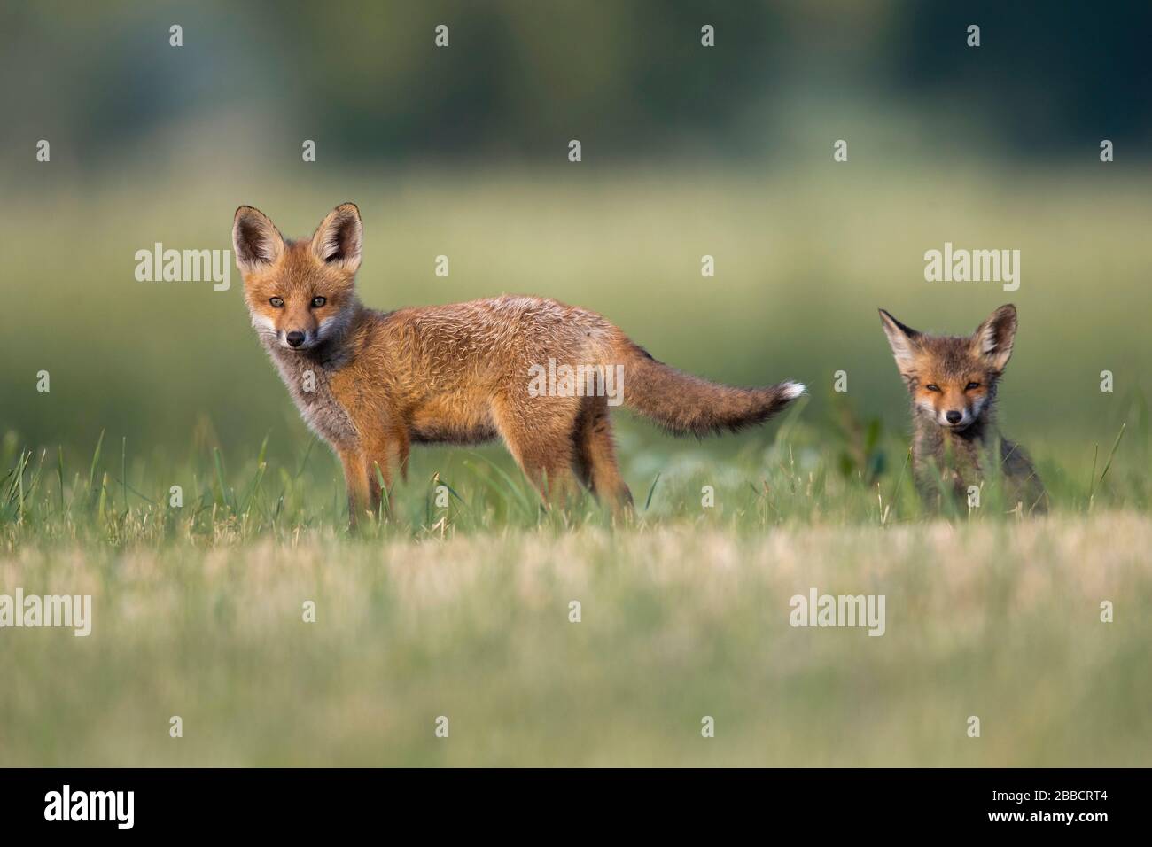 Red Fox puppies Stock Photo - Alamy