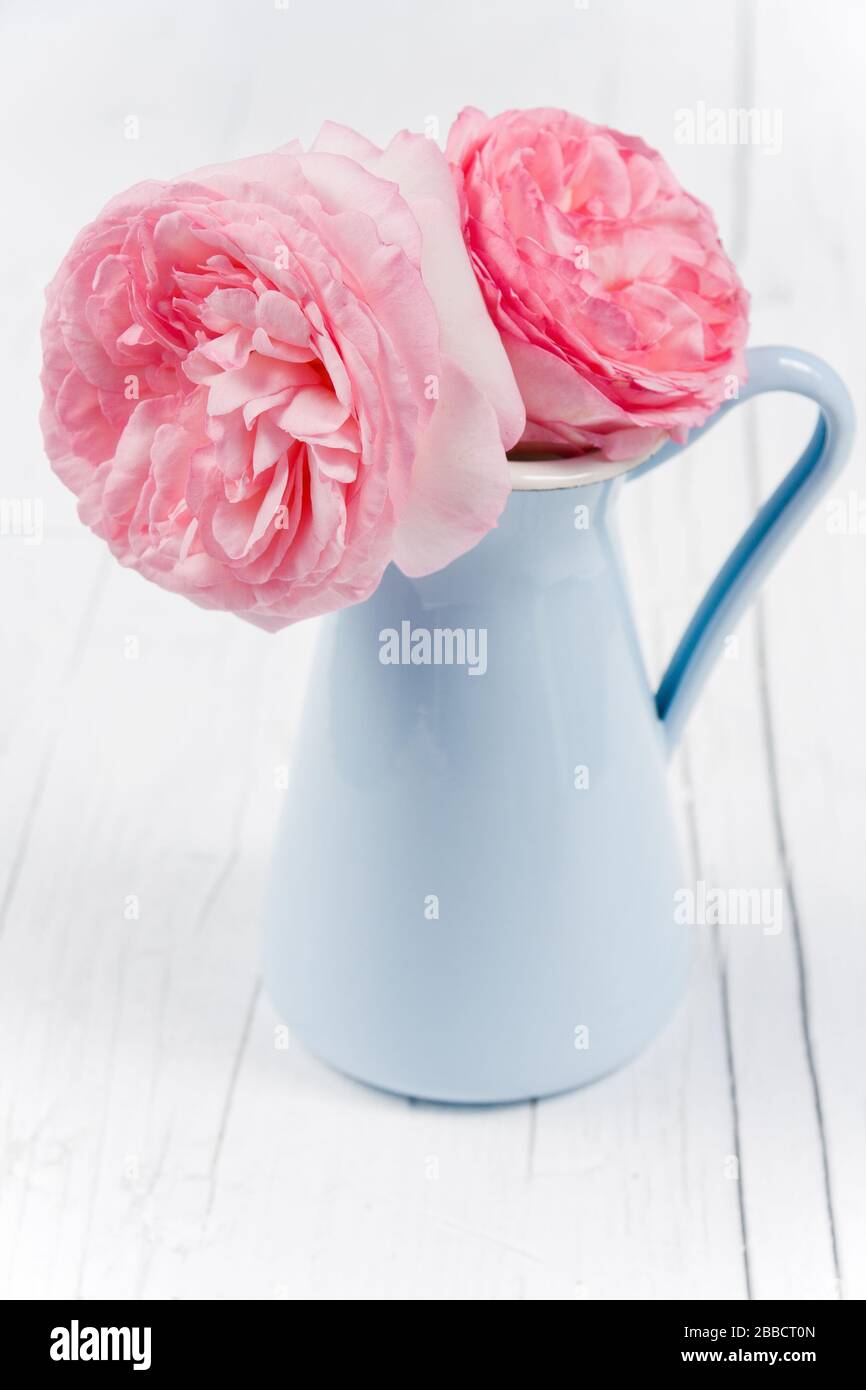 Pink roses in pitcher Stock Photo - Alamy