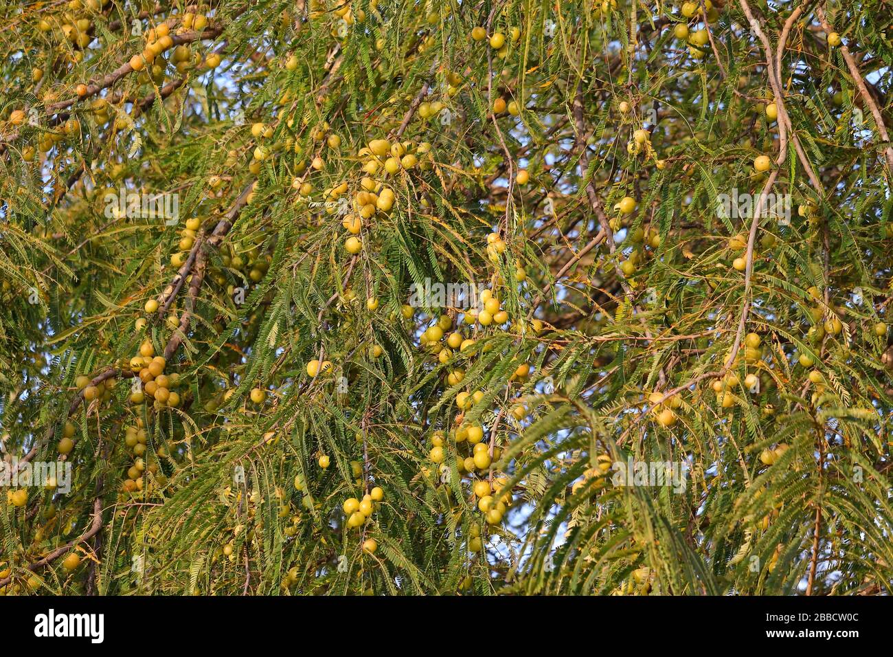 Amla tree hi-res stock photography and images - Alamy