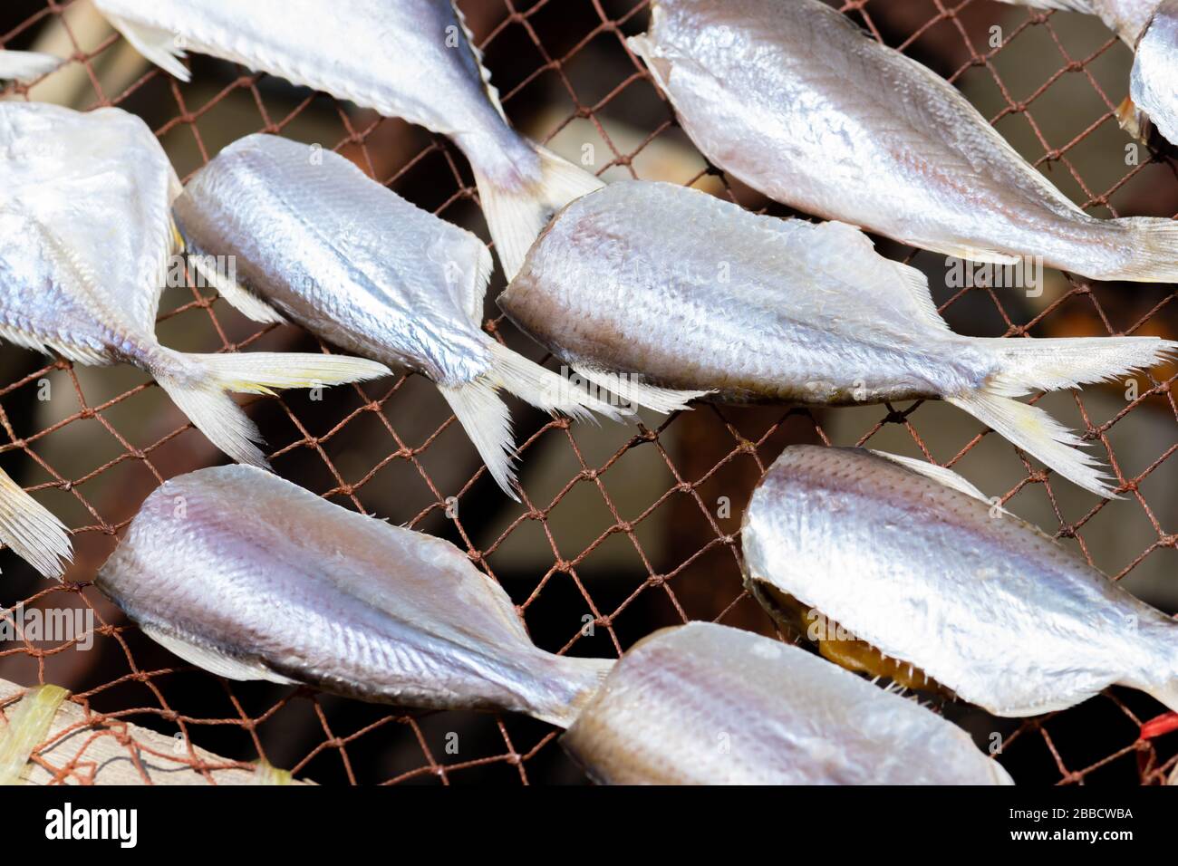Drying fish in sunlight on brown metallic net Stock Photo - Alamy