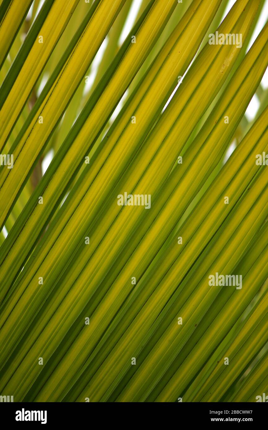 Detail of semi translucent leafs of palm tree with shades of green and ...