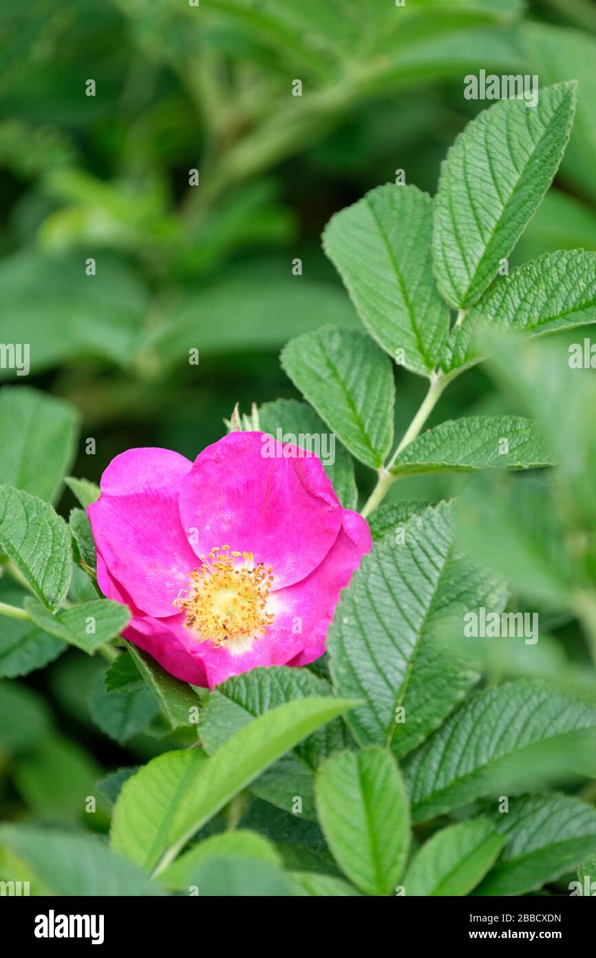 Short track track hi-res stock photography and images - Alamy
