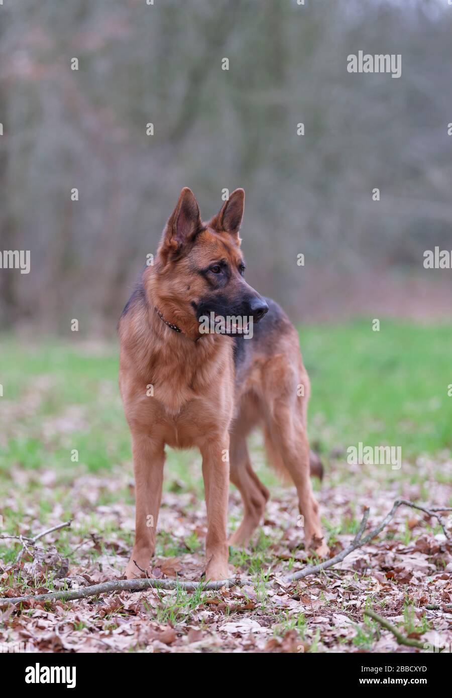 Portrait of a German Shepherd, 3 years old, standing in full body, in ...