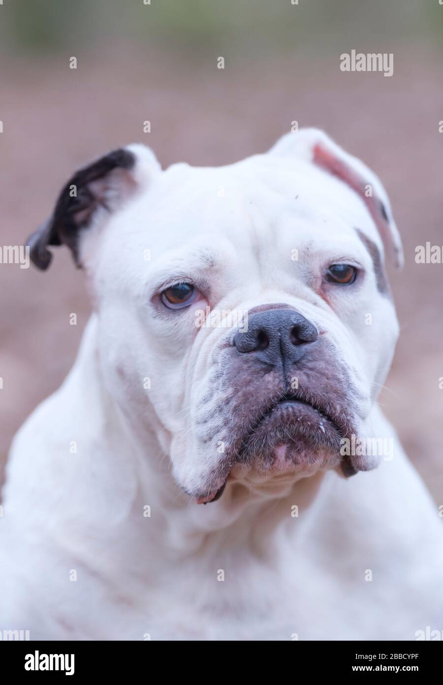 Dog overbite hi-res stock photography and images - Alamy