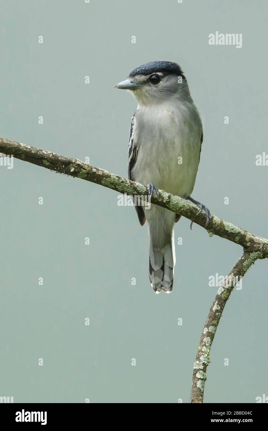 Black-and-white Becard (Pachyramphus albogriseus) perched on a branch ...