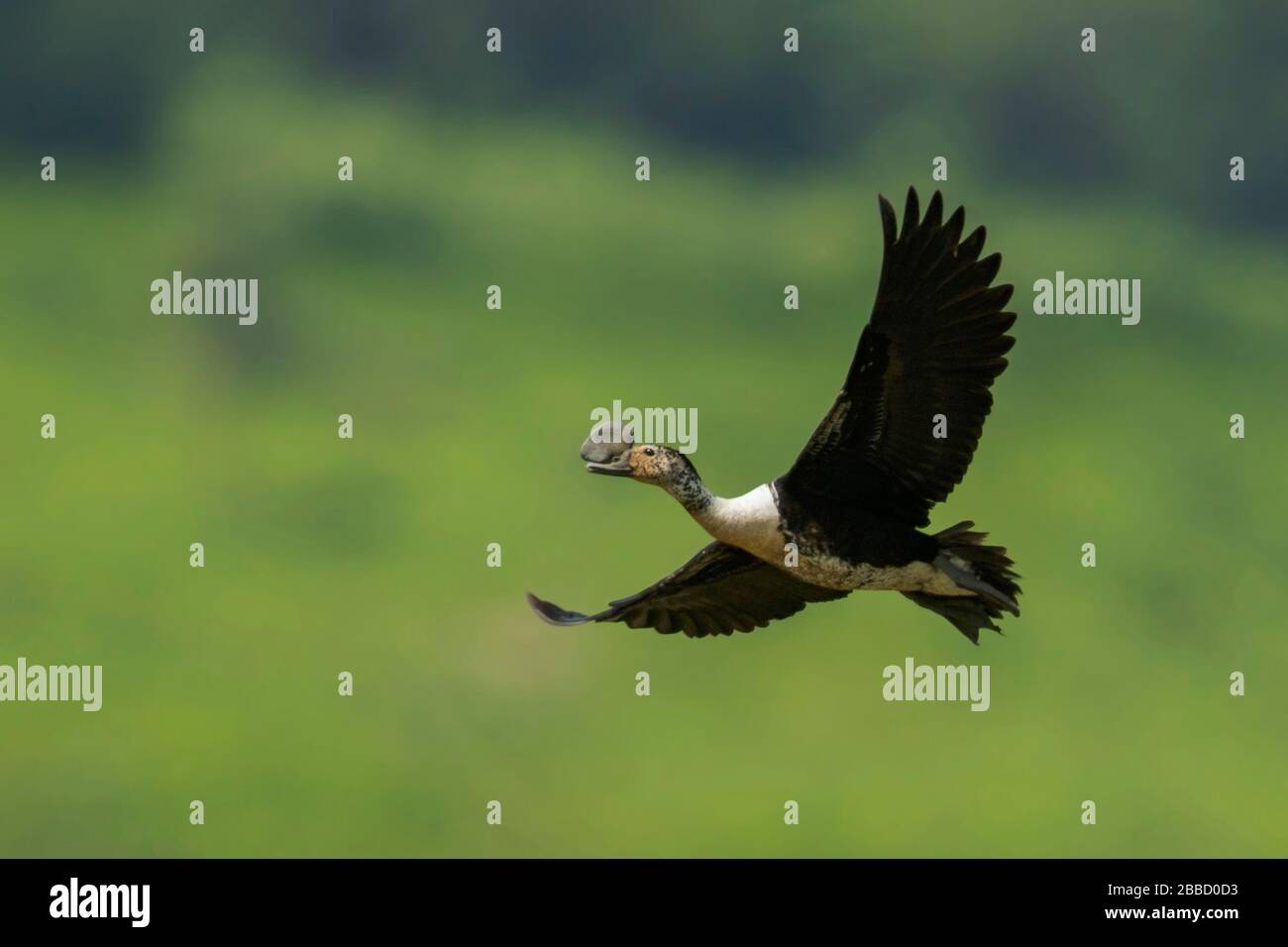 Comb Duck (Sarkidiornis melanotos) flying over a wetland in the South ...