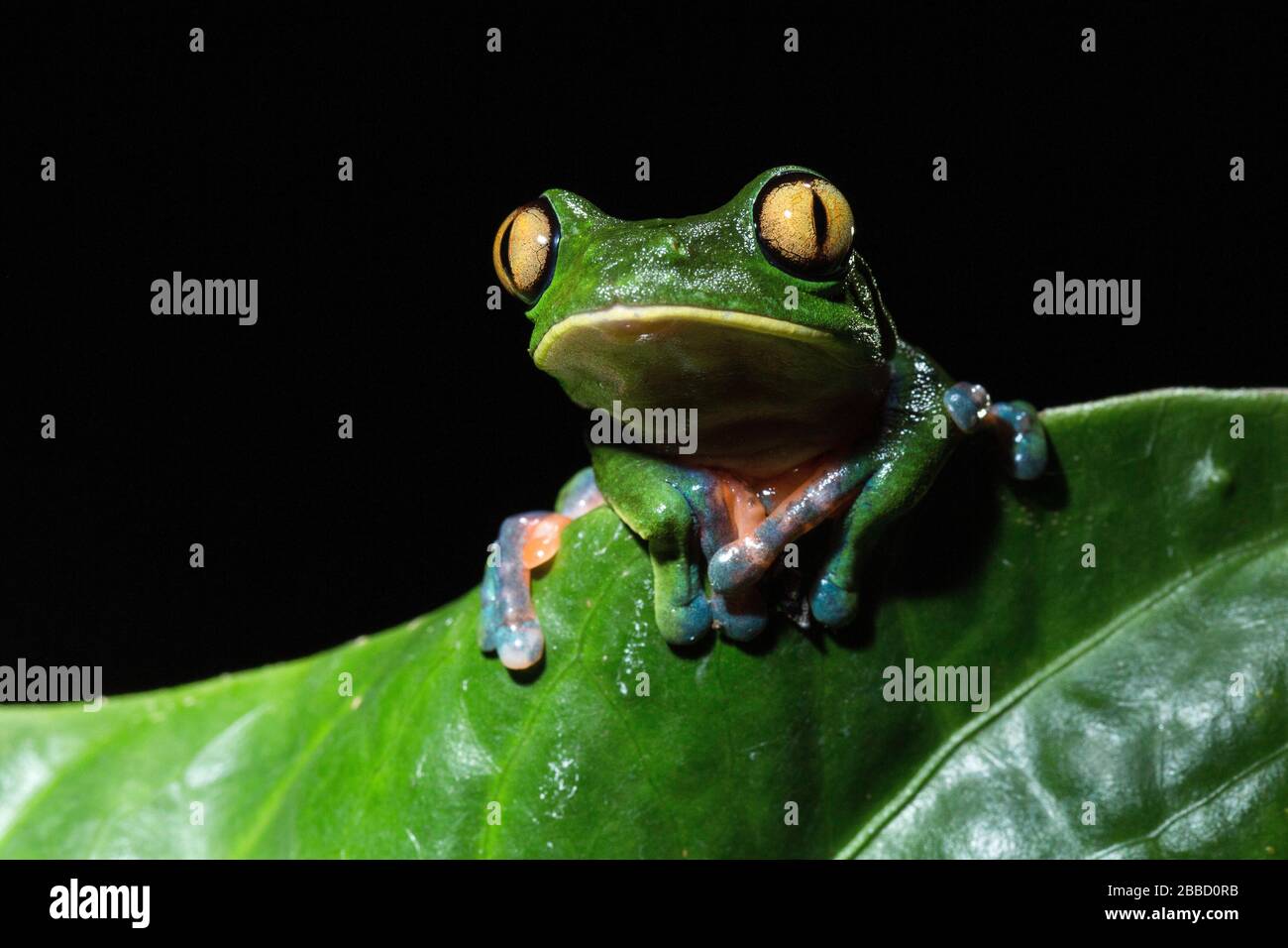 Yellow-eyed leaf frog (agalychnis annae) Costa Rica Stock Photo - Alamy