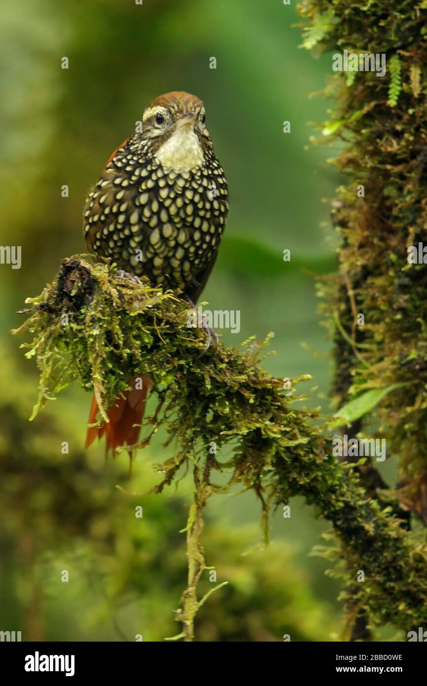 Squamiger hi-res stock photography and images - Alamy