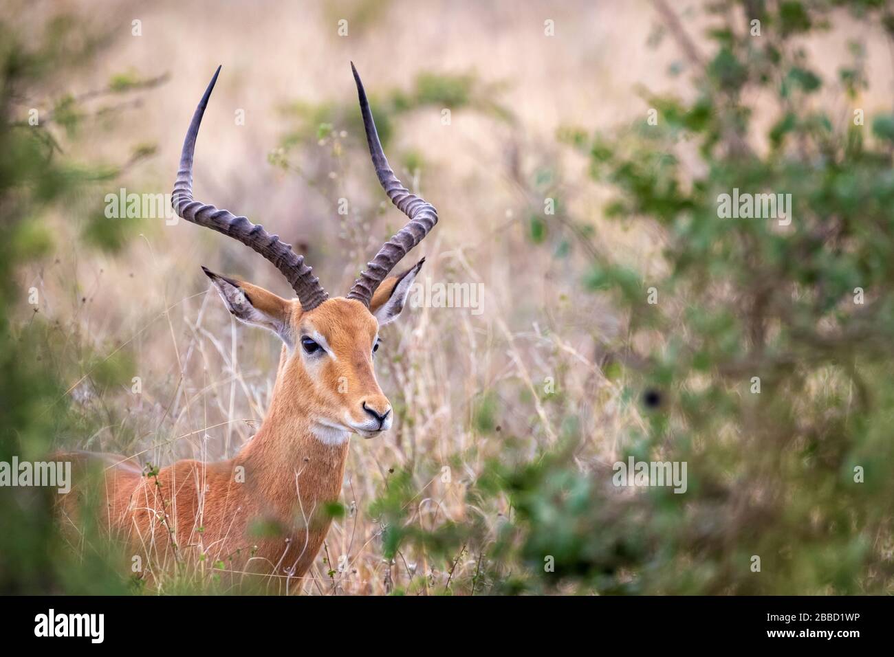 Male impala, aepyceros melampus, seen through a clearing in the bushes ...
