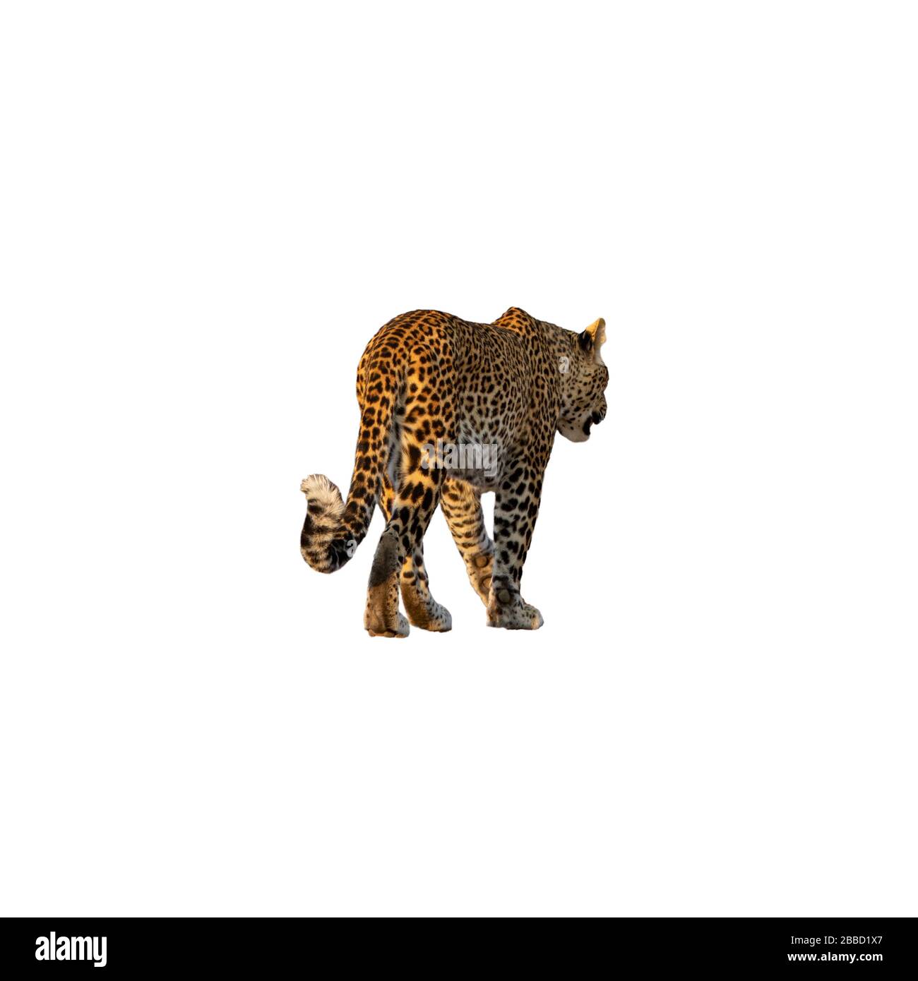 Rear view of leopard walking isolated on white Stock Photo - Alamy
