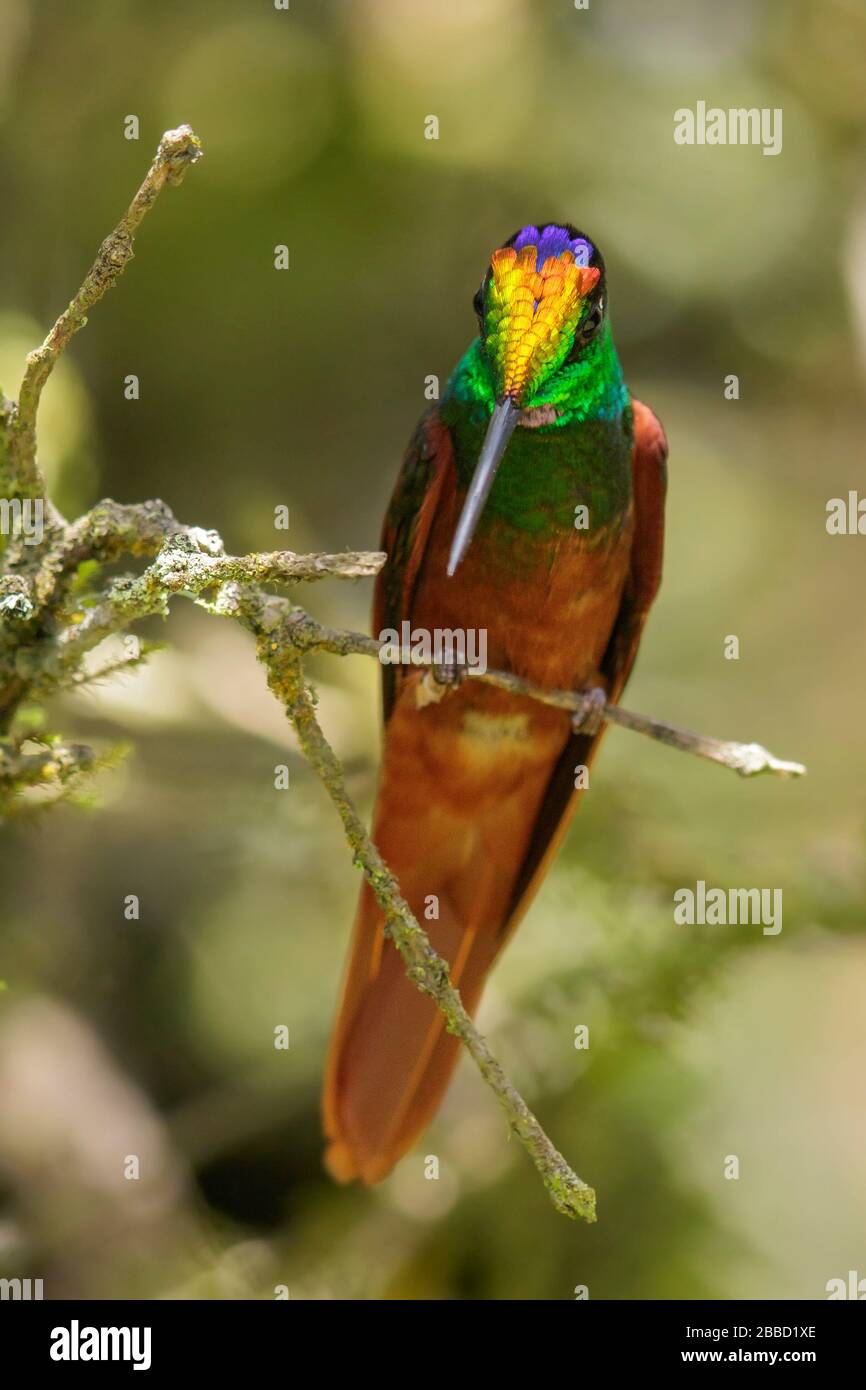 Rainbow starfrontlet hi-res stock photography and images - Alamy
