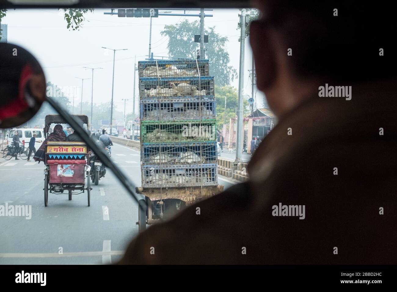 view of Indian traffic, with a cart full of chickens, from a local ...