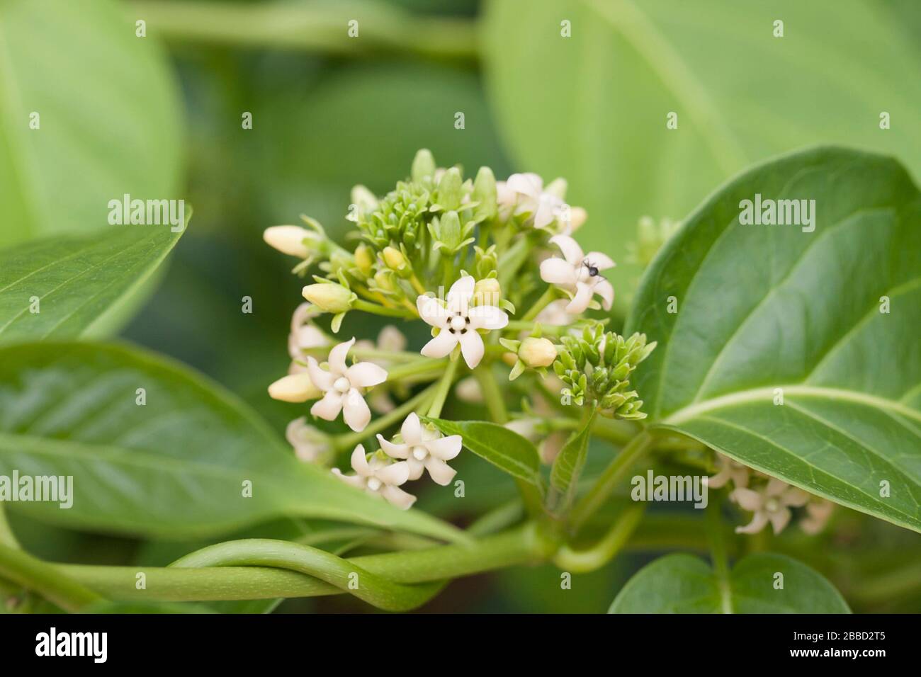 Medicinal plant of Thailand Stock Photo - Alamy