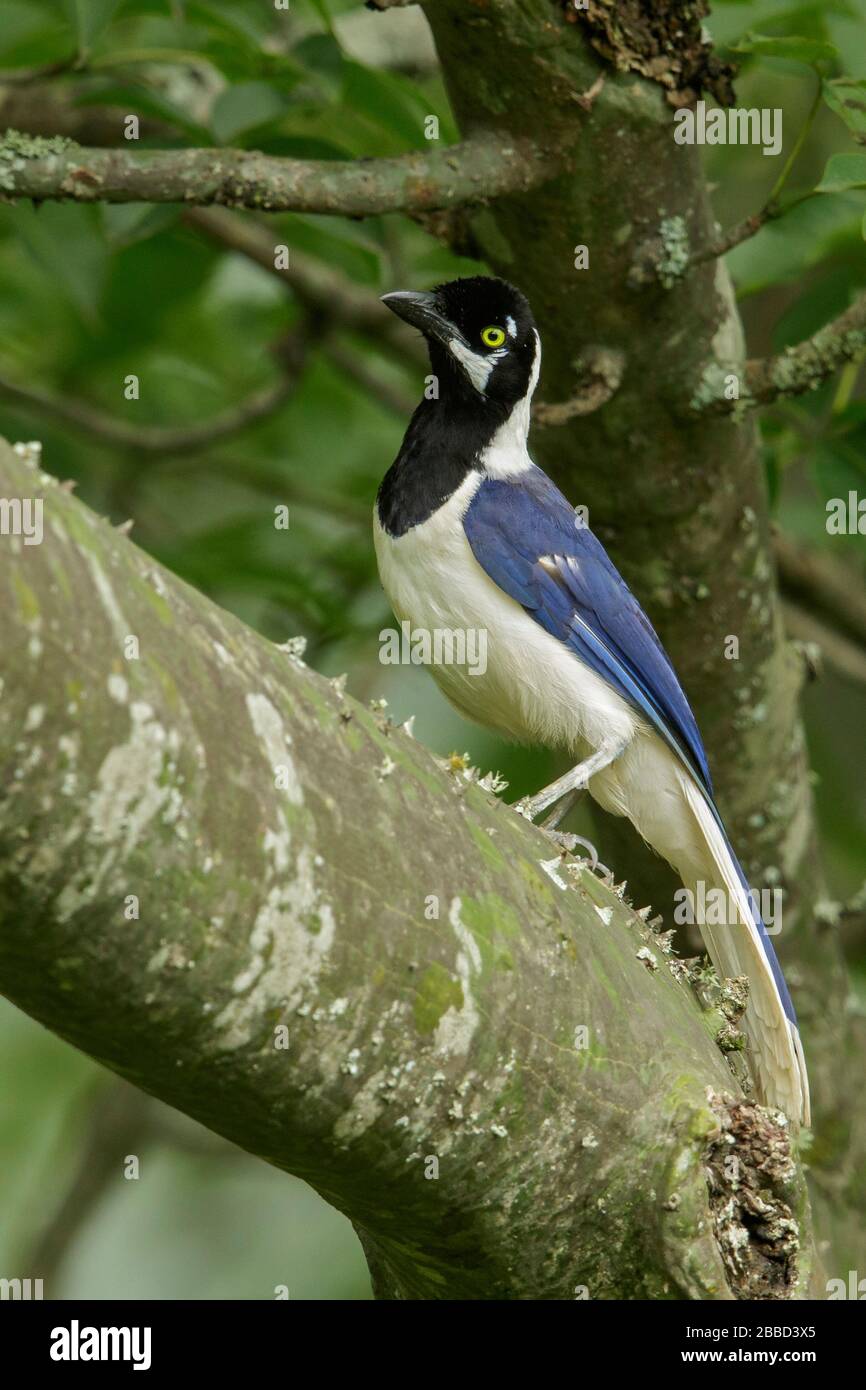 White-tailed Jay (Cyanocorax mystacalis) perched on a branch in the ...